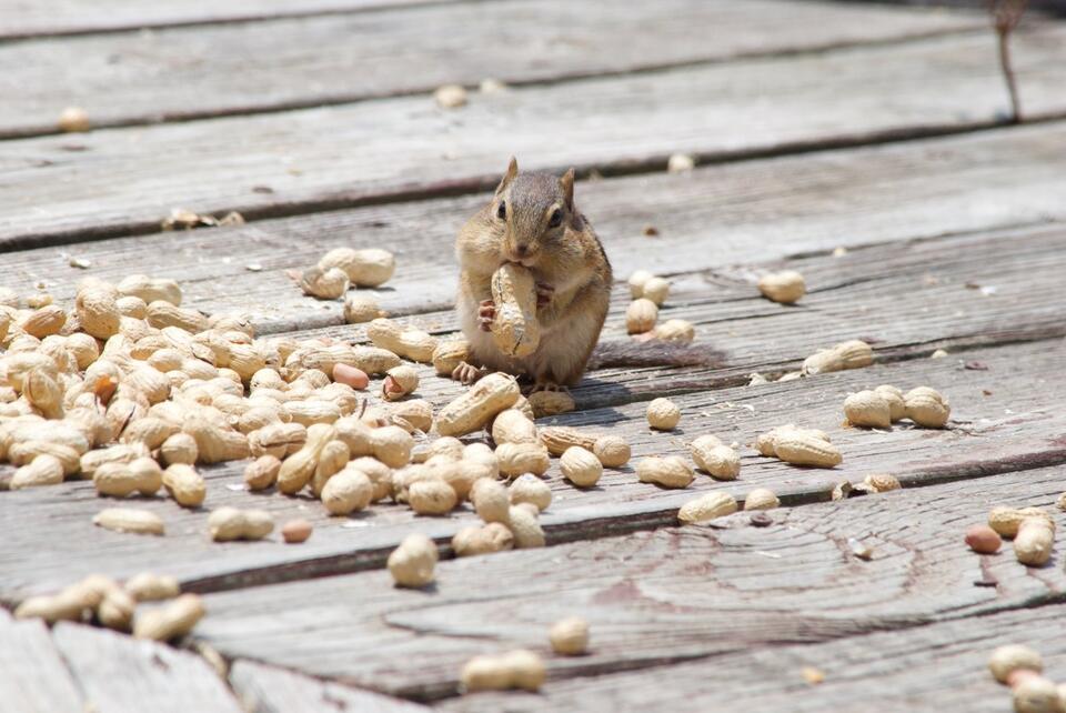 Chipmunk Boldly Steals German Shepherd's Peanuts Under His Nose - NewsBreak