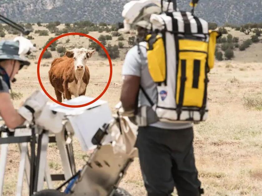 NASA Astronauts Run Into Cow While Practicing for Lunar Landing