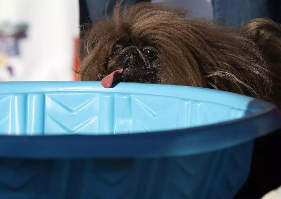 15 Beautiful Photos of The World’s Ugliest Dogs - NewsBreak