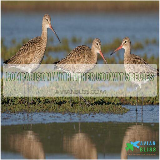 Marbled Godwit: Secrets of Their Incredible Migratory Journey (2024 ...