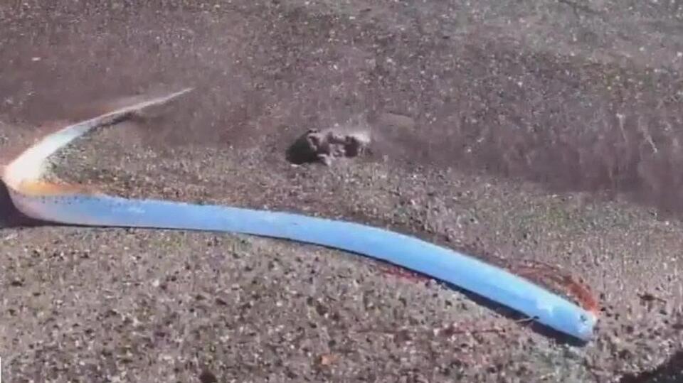 What is the 'Doomsday fish' and why do people think fish signal the end ...