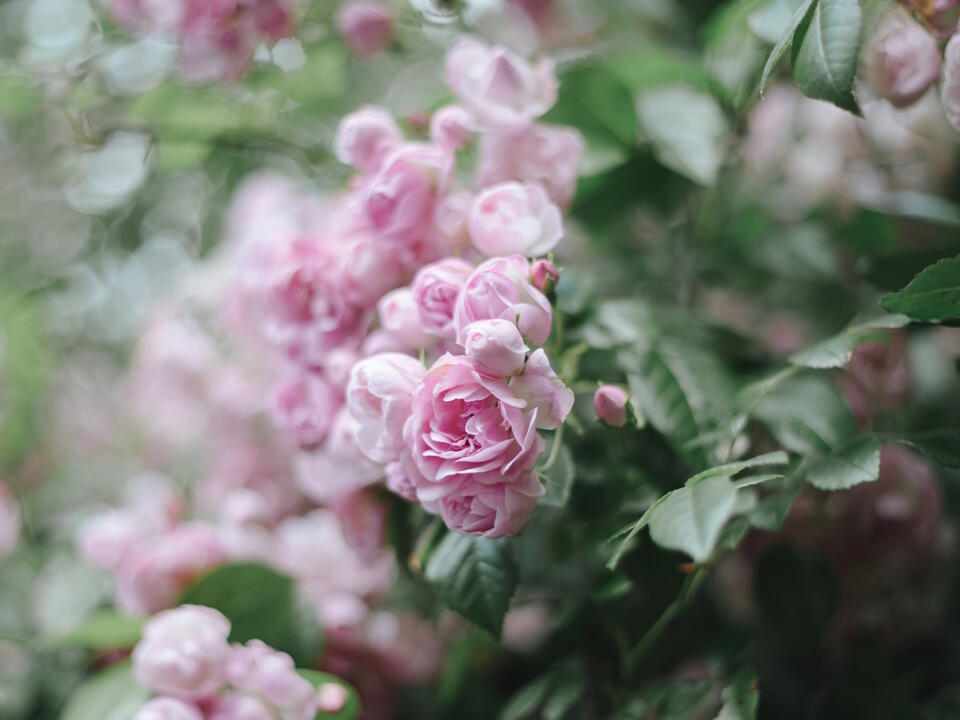 When and how to prune rambling roses from late summer – for healthy ...