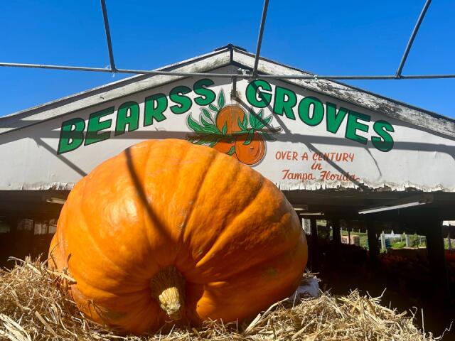 Bearss Groves hosts grand reopening after back-to-back hurricanes ...