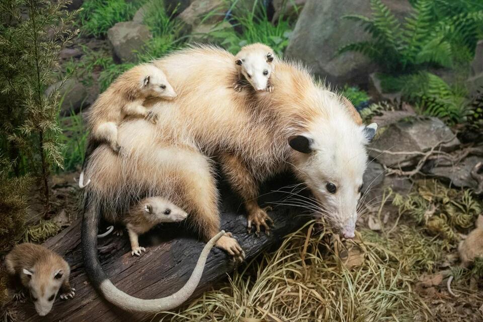[Marsupial Misfits: The Surprising Lives of North America’s Only Native ...