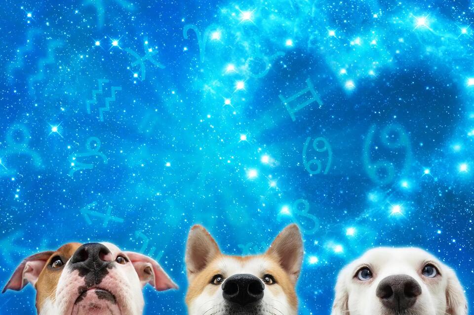 National Dog Day 2023: what breed aligns best with your zodiac sign ...