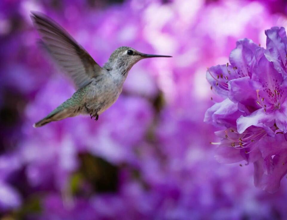 California hummingbirds have evolved rapidly in just 10 generations ...