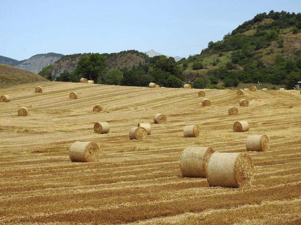 Animals That Eat Hay: Essential Guide for Hay-Feeding Success - NewsBreak