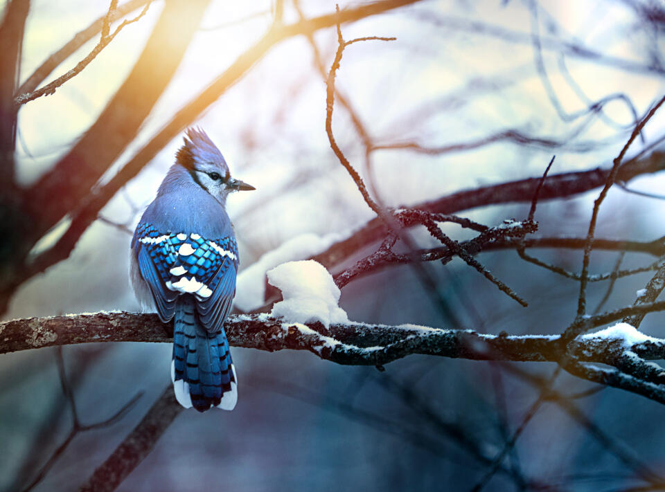 7 Things You Didn’t Know About the Birds in Your Backyard (and Their ...