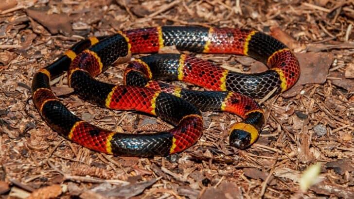 12 Most Colorful Snakes Found in the U.S. - NewsBreak