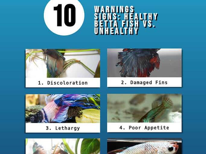 Healthy Betta Fish vs. Unhealthy: 10 Warnings Signs