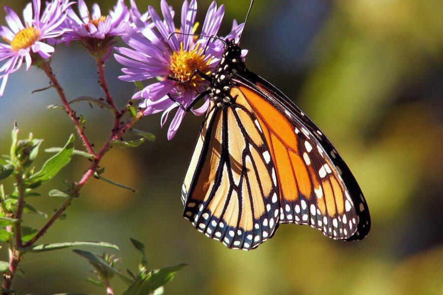 Monarch butterfly public comment reopened to determine Endangered ...