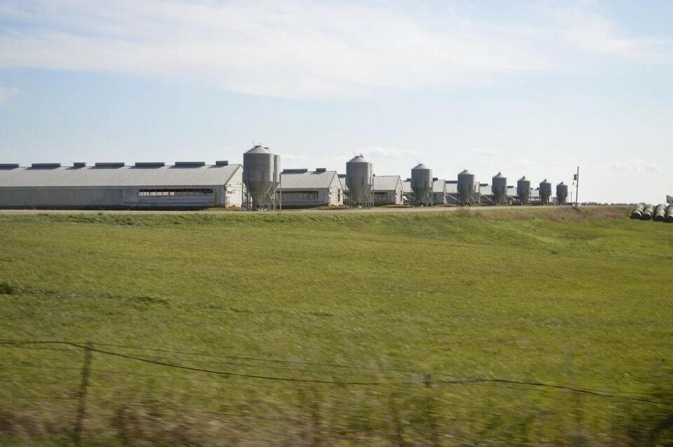 OPINION: Let's impose a factory farm moratorium in Oregon - NewsBreak