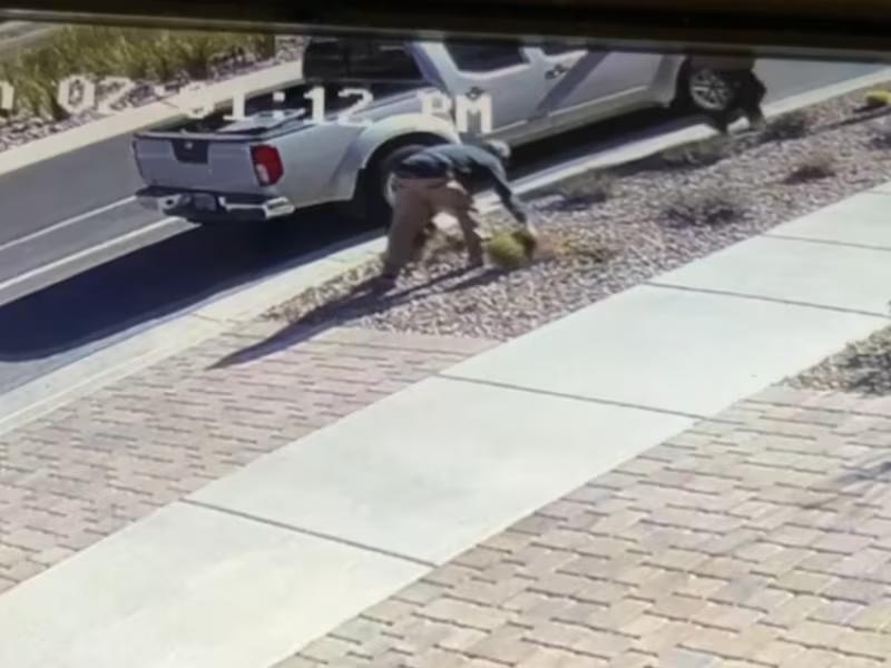 Cactus thieves caught on video stealing $10,000 worth of plants from ...