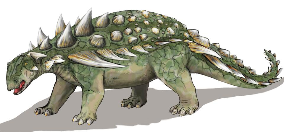 Meet 10 Thyreophorans: Shield Wearing Dinosaurs - NewsBreak