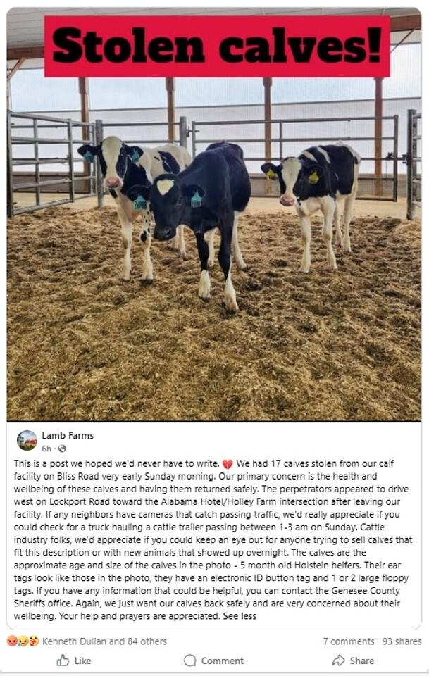 17 calves located and safe after they were stolen from dairy farm in ...