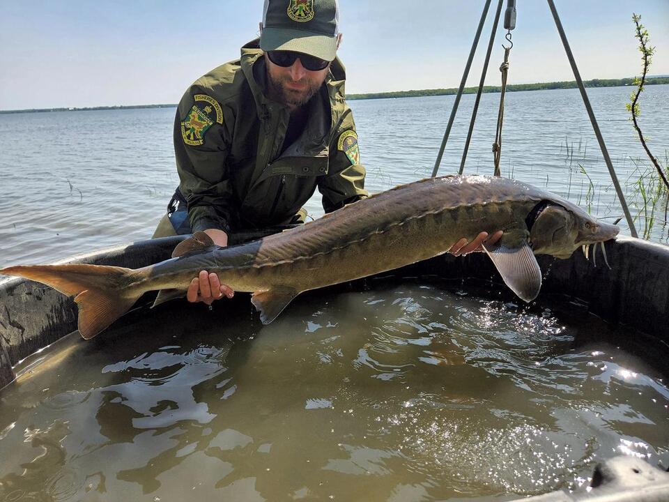 Environmentalists Want to Remove Swanton Dam to Free the Fish - NewsBreak