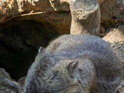 Welcome To Hotel Wombat: Burrows Provide Shelter For Many Small Animals In Need