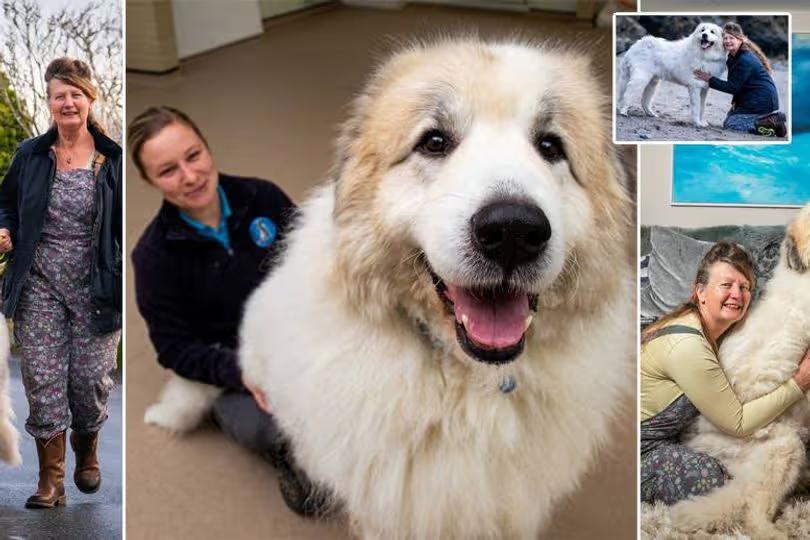 Colossal dog weighing 140 lbs stands 6 ft tall and is 'big as polar ...