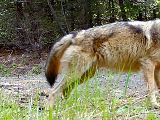 In Washington, a missing wolf mystery baffles officials