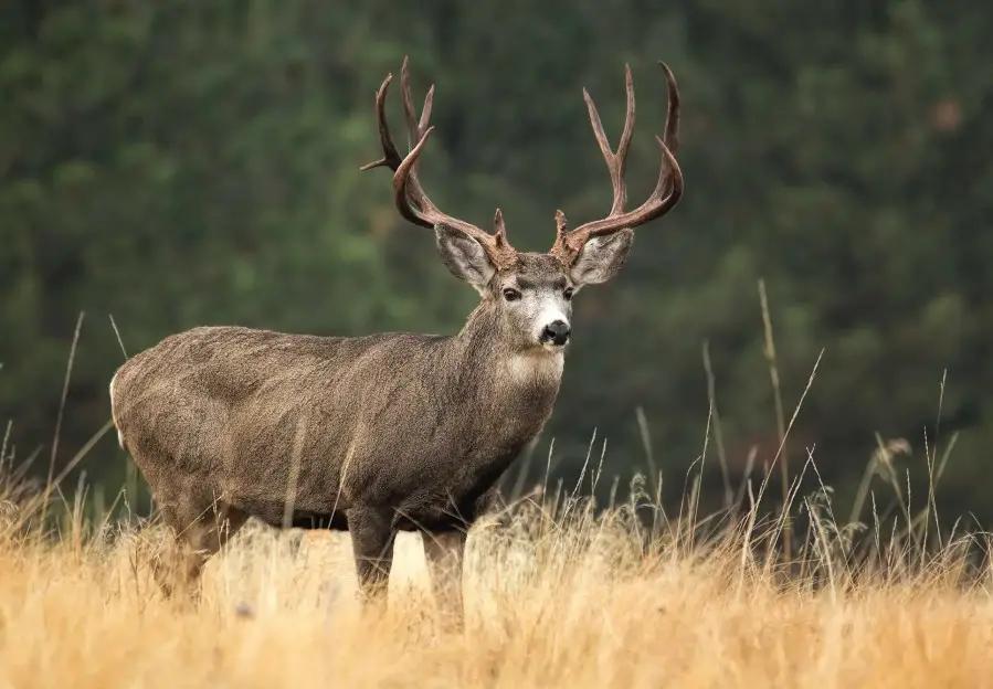 3 Types of Deer in Nevada (With Pictures and Identification) - NewsBreak