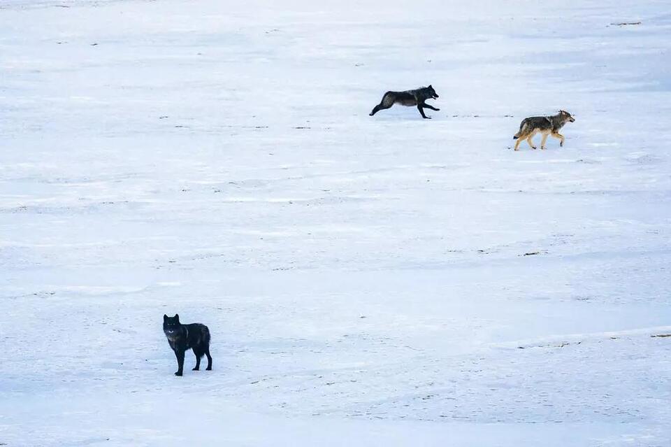 Look at the Photos of the Latest Wolf Release in Colorado - NewsBreak