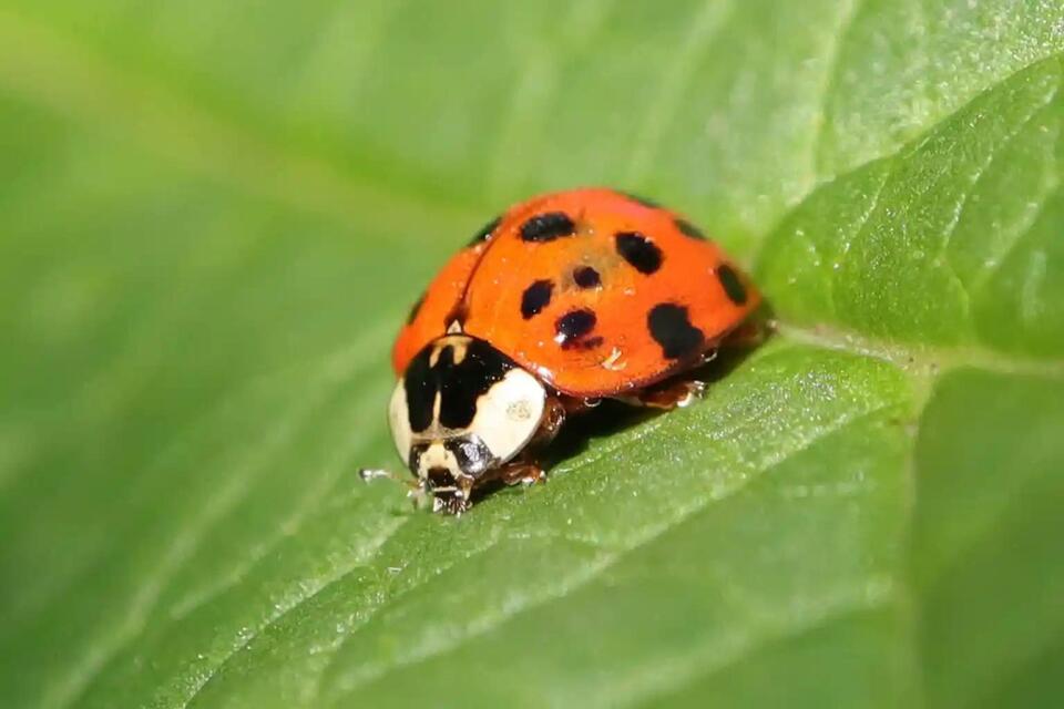 Invasive Insects in Kentucky: How to Identify and Report These 10 ...