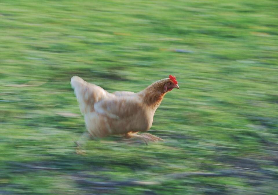 The Chicken That Lived Without Its Head — and Became a Sideshow ...