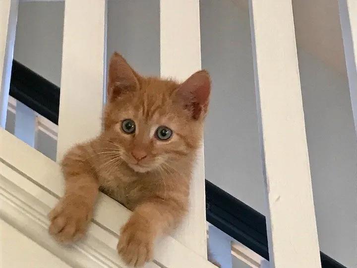 Nonprofit Really Great Cats Rescue is dissolving after 25 years