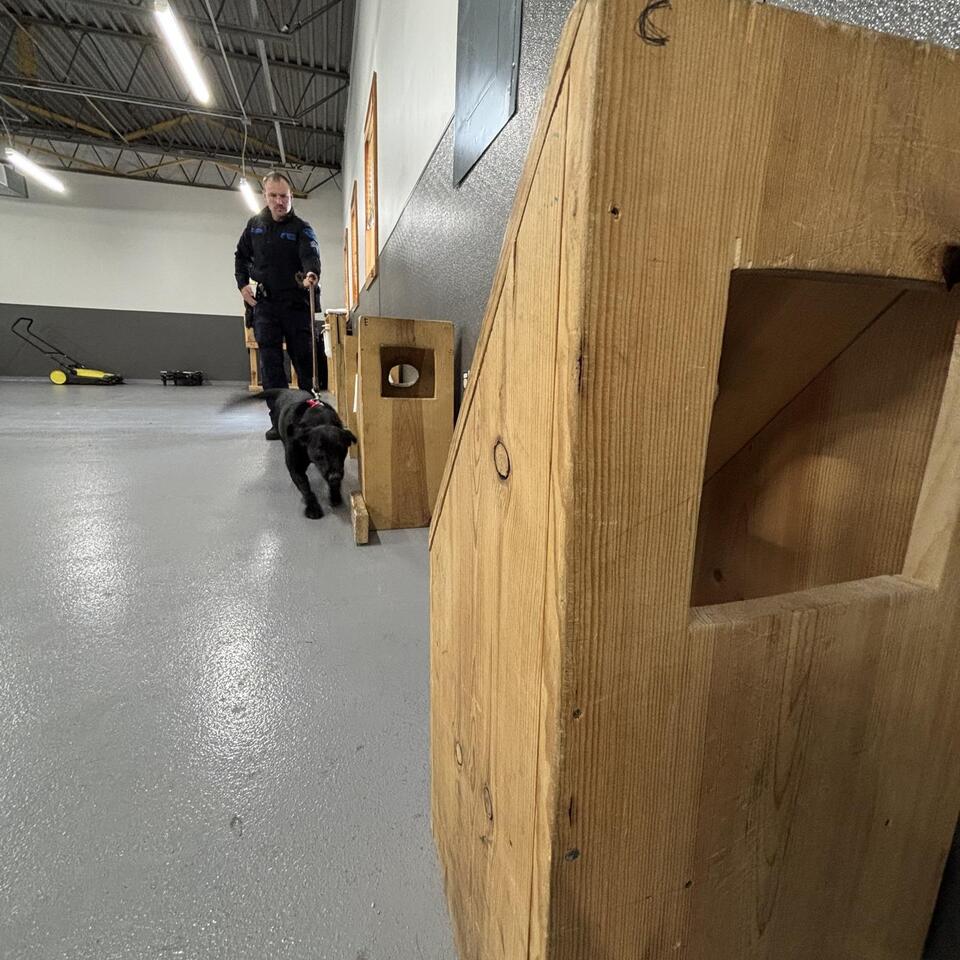 Michigan State Police welcome new detection dogs to canine unit - NewsBreak