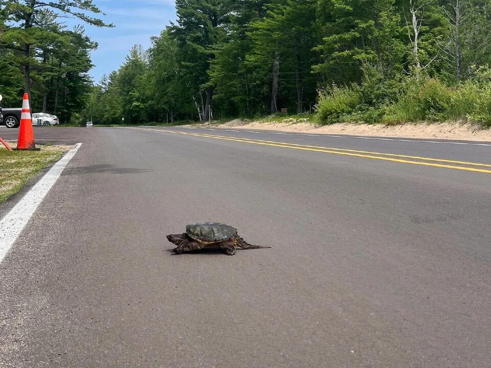 Slow down! It's turtle season at Pictured Rocks National Lakeshore in ...