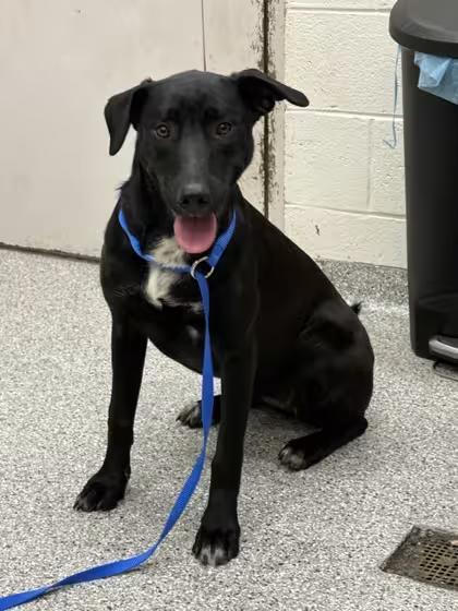 🐶 Playful, Gentle & Loyal Dogs Ready for Adoption in Knoxville - NewsBreak