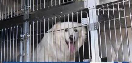 Dozens of Great Pyrenees rescued from hoarding situation in San Juan ...
