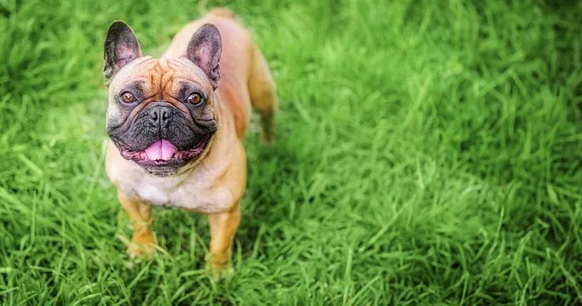 FedEx Driver Arrested For Stealing French Bulldog and Killing It ...