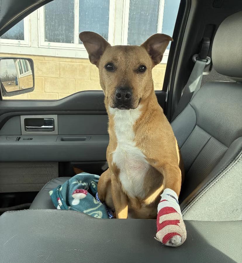 Beloved Tennessee shelter dog Scrappy finally finds her forever home ...