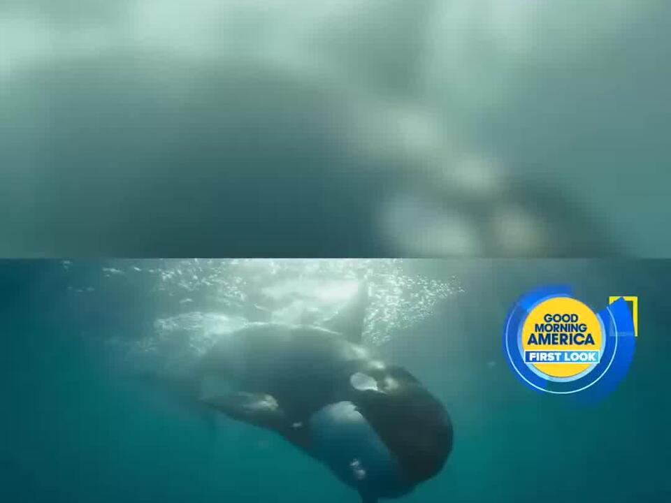 Rare footage captures lone orca killing great white shark