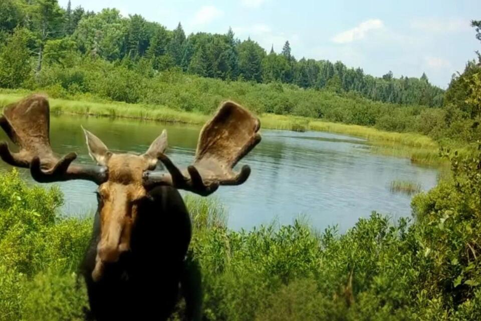 WATCH: Curious Maine Moose Steps Right Up to the Camera For a Close Up ...
