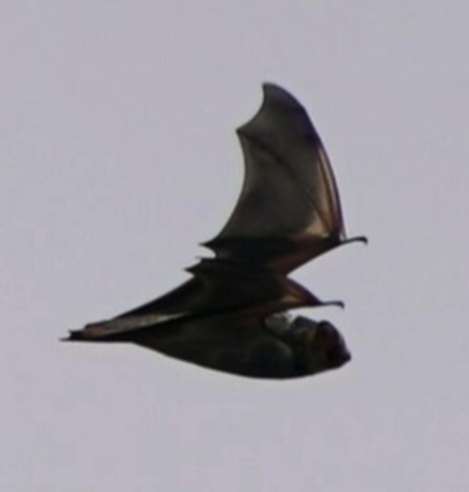 Oregon State University researchers are first to see at-risk bat flying ...