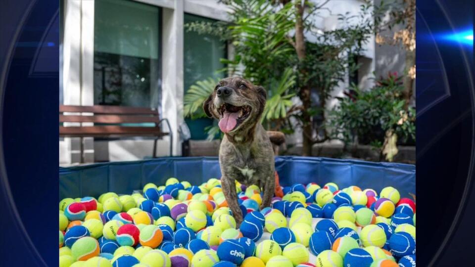 Chewy and the Underline turn Chewy Bark Park into tennis ball pit for ...