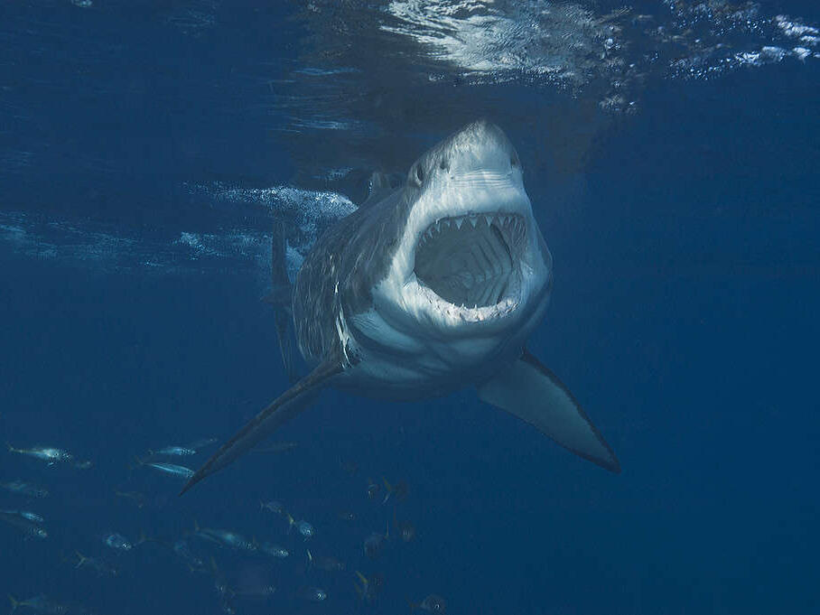 Huge Great White Shark Spotted Off Alabama’s Coast Just in Time for Summer