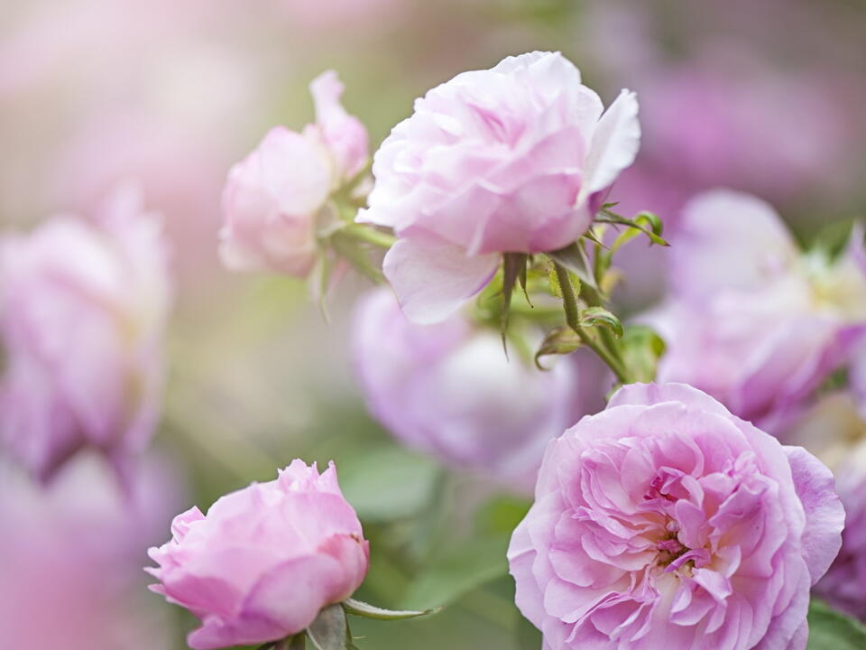 How to plant bare-root roses – and fill your backyard with fragrant ...