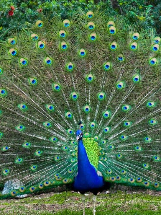 9 Animals With the Most Vibrant Colors in Nature - NewsBreak