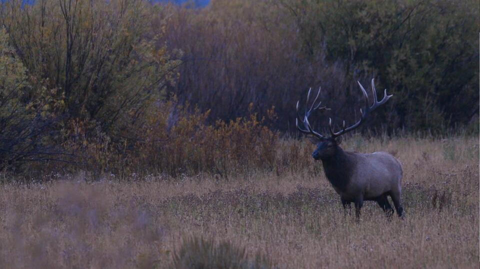 Elk captured near Butte test negative for brucellosis - NewsBreak