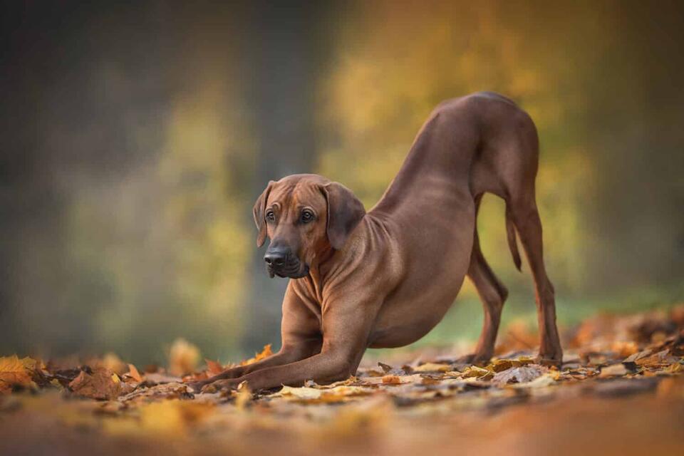 Rhodesian Ridgeback: Growth Chart, Milestones, and Training Tips ...