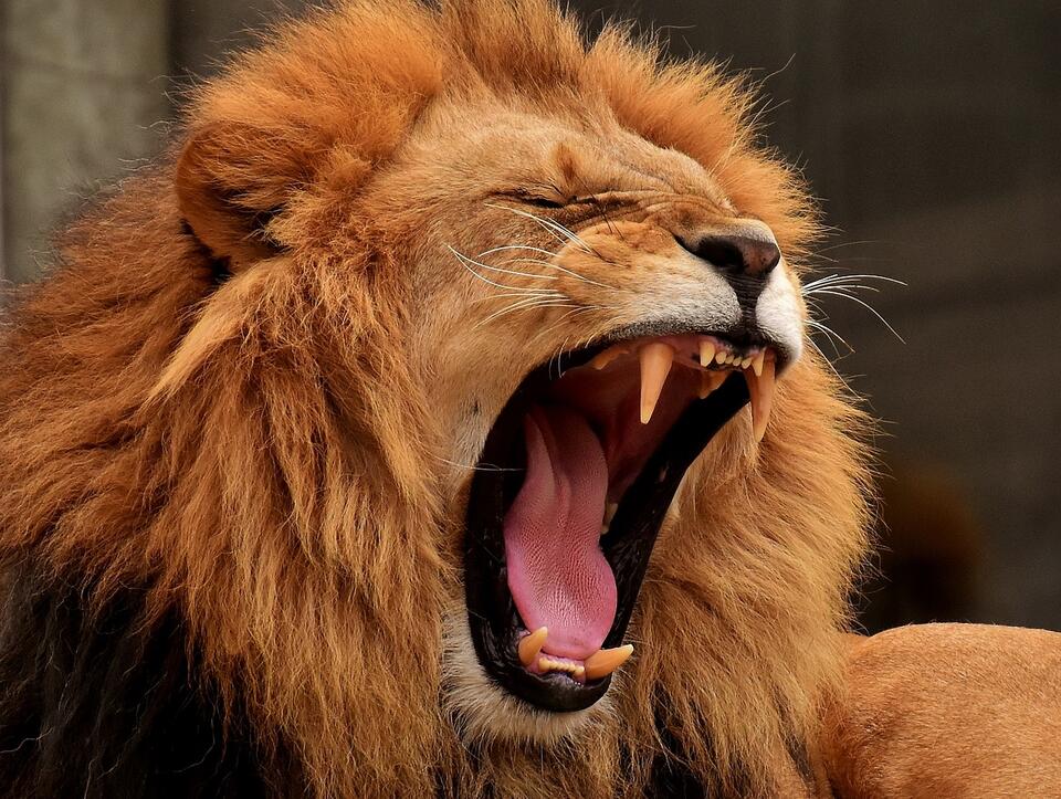 How Climate Change Is Altering the Behavior of Big Cats - NewsBreak