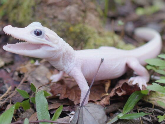 Meet the latest addition to Orlando park: A rare white leucistic alligator