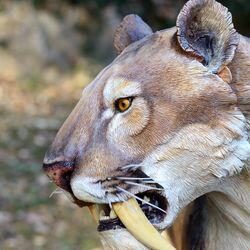 Saber-Teeth Are Perfect For Biting So Why Are Their Owners All Extinct ...