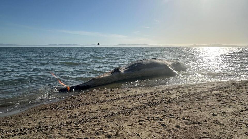 Five gray whales found dead in one week in San Francisco Bay after ...
