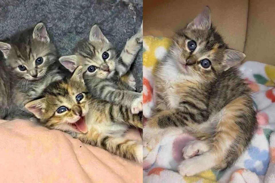 Feral Cat’s Kittens Blossom Into the Happiest Bunch When They Discover ...