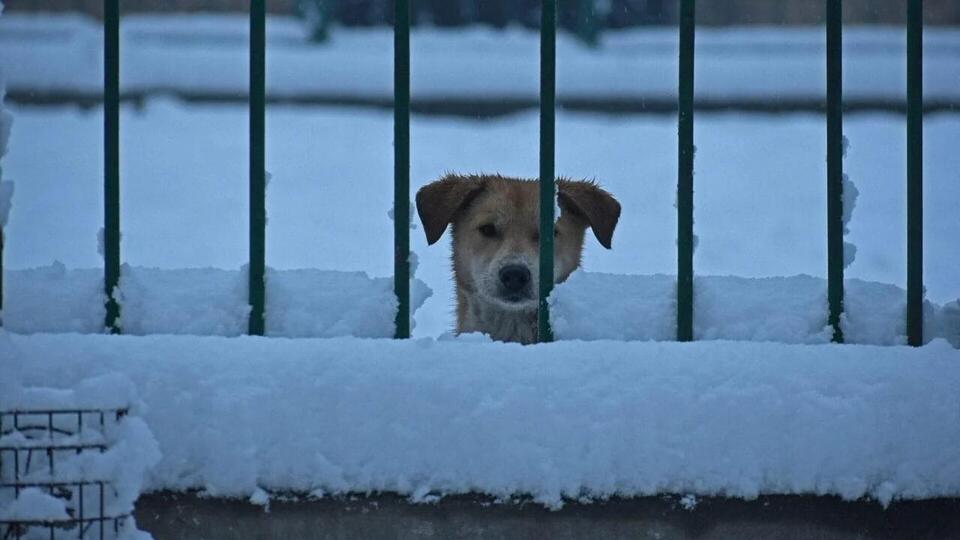‘Pet Pals TV’: Experts give tips on cold weather safety for pets ...