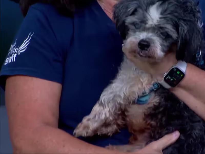 Roanoke animal shelter to hold fundraiser for adoptable pets